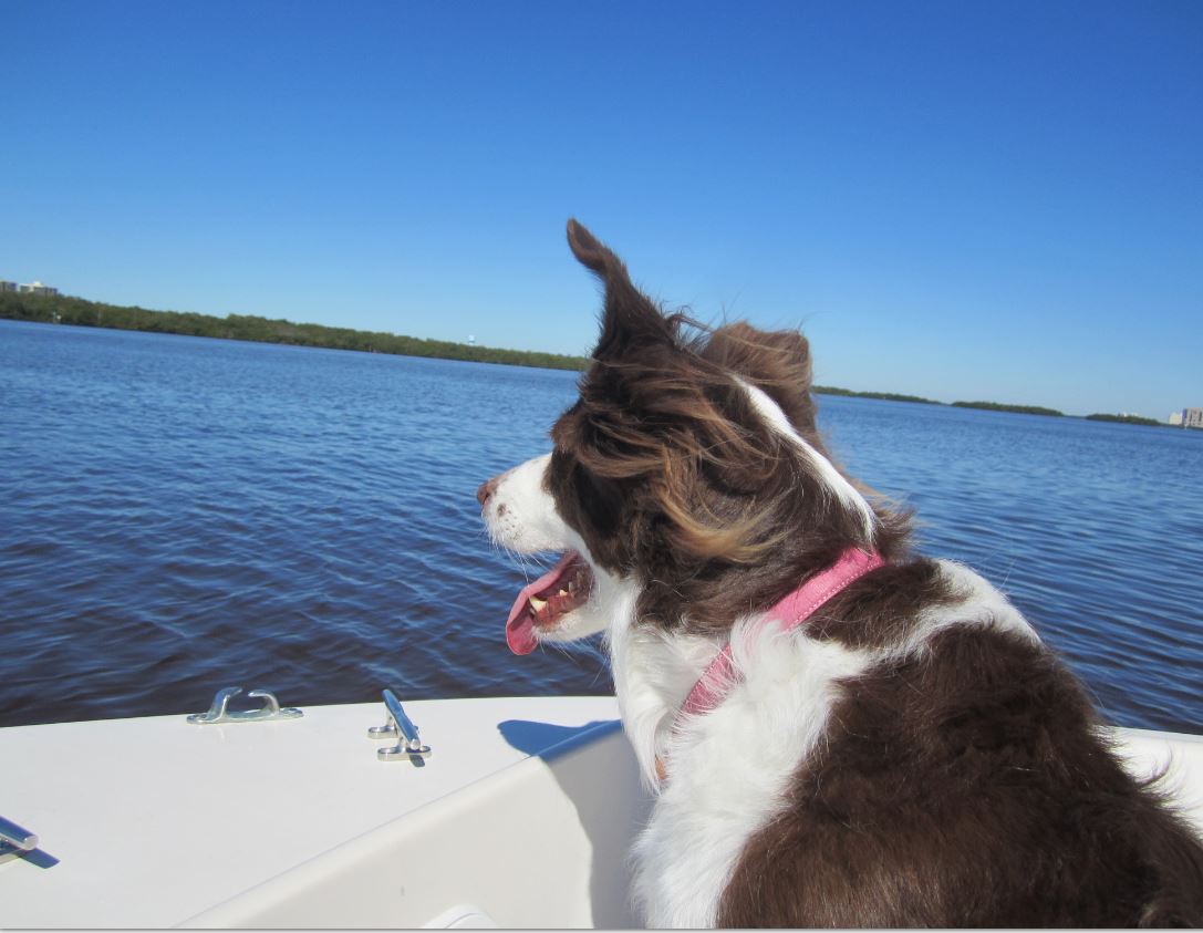 Joy's Tale | Rescued. Adopted. Loved.